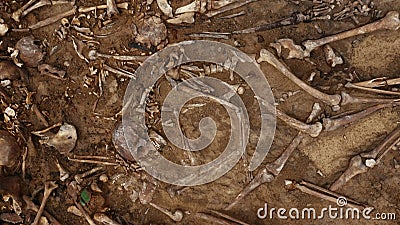 Skulls and Bones of People in the Ground. Human Remains Bones of ...