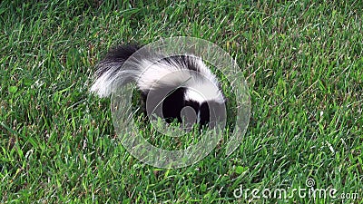 Skunk digging in lawn stock footage. Video of lawn, animal - 172986966
