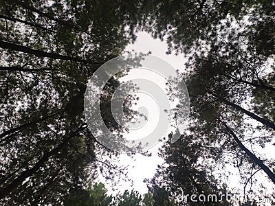 Sky View Obstructed By Shady Tree Leaves Royalty-Free Stock Photo ...