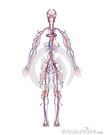 Slagaders En Aders Stock Fotografie - Afbeelding: 3018272