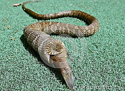 Slang Die Een Vis Eten Stock Foto's - Afbeelding: 32749093