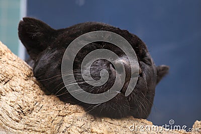 Sleeping Black Panther Royalty Free Stock Images - Image: 23367429