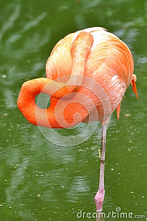 A Sleeping Flamingo Bird Stock Image - Image: 14457721