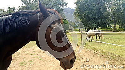 Sleepy Horse Stock Photo | CartoonDealer.com #84207372