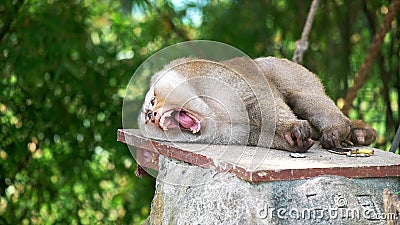 Sleepy monkey yawning stock video. Video of face, young - 87280251