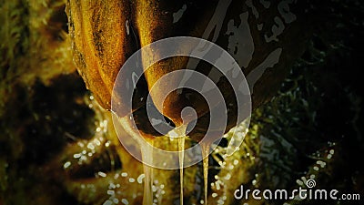 Slimy Alien Egg Pod Dripping in Nest Stock Footage - Video of concept ...