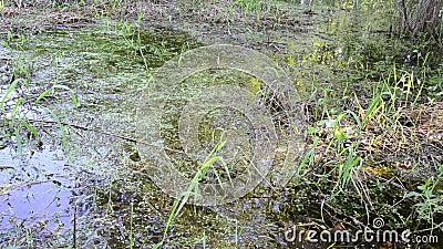 Slimy swamp man stock video footage. Video of nice, boot - 34900052