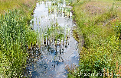 Sloot Met Riet En Waterplanten Stock Foto - Afbeelding: 55325474