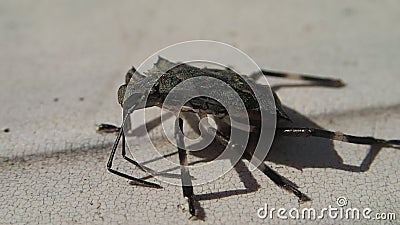 Slow bug stock video. Video of animal, slow, arthropod - 102409385