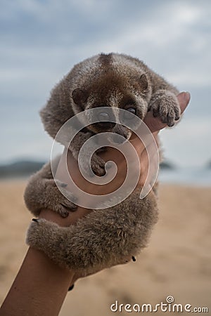 Slow Loris In The Hand Of Women On The Beach Stock Photo - Image: 73850255