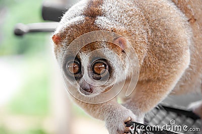 Slow Loris Monkey Royalty Free Stock Photo - Image: 21767845