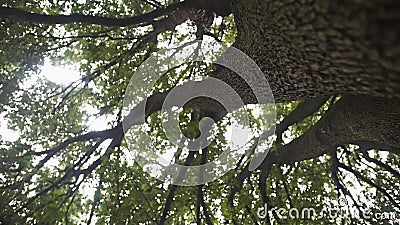 Slow Motion Along Tree Trunk Up To Branches Video Effect of Growing ...
