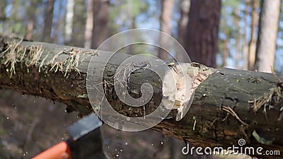 Slow Motion Axe Hitting Tree Log, Detaching Bark from Tree Trunk ...