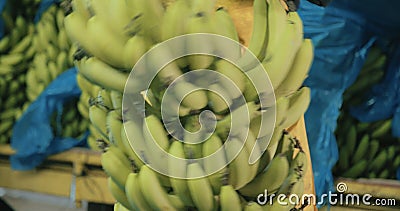 Banana during Packing Process, Banana on Conveyor Belt on Packing Line ...