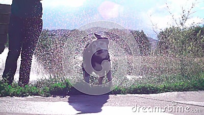 Slow Motion of the Dog Shaking Its Body To Dry. Stock Video - Video of ...