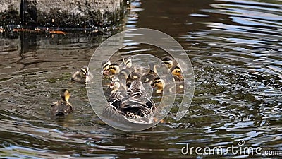 Slow Motion of Duck and Baby Ducks in a Pool Stock Video - Video of ...