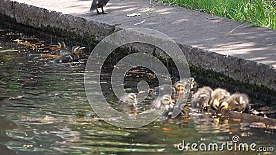 Slow Motion of Duck and Baby Ducks in a Pool Stock Footage - Video of ...