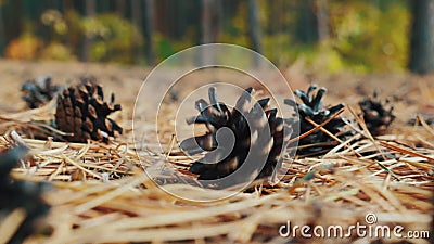 Falling Pine Cone on Fir Branches in the Forest Stock Footage - Video ...