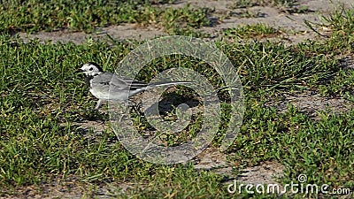 Slow Motion - Funny Run of Small Grey Bird on the Ground. Stock Video ...