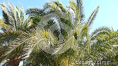 Palm tree move in the wind stock footage. Video of paradise - 162898558