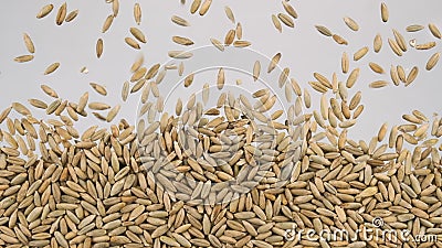 Slow Motion. a Whole Grain of Rye Flying and Falling Down. Texture and ...