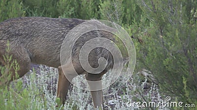 Slow Motion of Wolf Walking, Side View, Flat Color Stock Footage - Video of slog, forest: 82025604