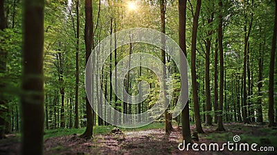 A Slow Motion Zoom in a Forest with Tall Trees. Stock Footage - Video ...