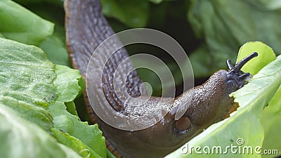 Slug eats salad stock video. Video of control, antenna - 54654657