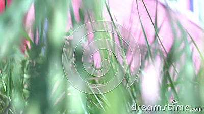 Small Animal Creature Running through a Grass Scampering through Trail ...