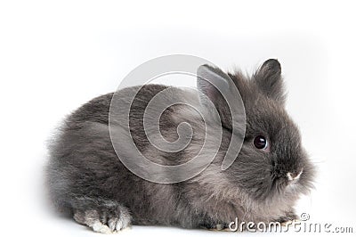 Small Black Bunny On White Background Royalty Free Stock Photos - Image ...