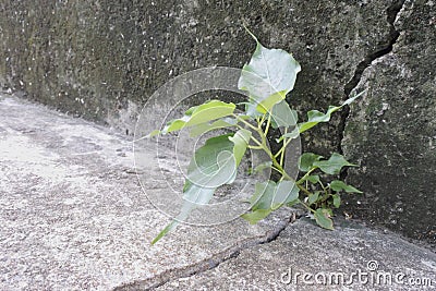 Small Bodhi Tree Stock Photo | CartoonDealer.com #156570138