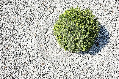 Small Bush Stock Photography - Image: 28742952