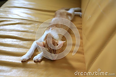 Small Cat Sleeping, Catnap On The Sofa, Lying On The Bed Stock ...