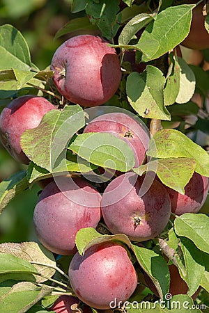 Apple Tree Columnar Triumph In The Garden. The Tree Has Almost No ...