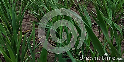 Small Corn Sprouts in the Wind Stock Video - Video of nature ...