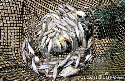 Small Fish In A Fishing Net Stock Photo - Image: 49926938