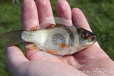 Small Fish In Man's Hand Royalty Free Stock Photos - Image: 5573958