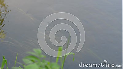 Small Fish Swim Against the Current in the River Stock Video - Video of ...