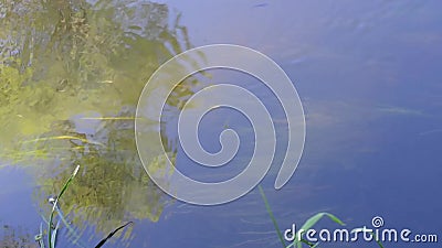 Small Fish Swim Against the Current in the River Stock Footage - Video ...