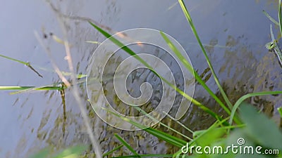 Small Fish Swim Against the Current in the River Stock Footage - Video ...