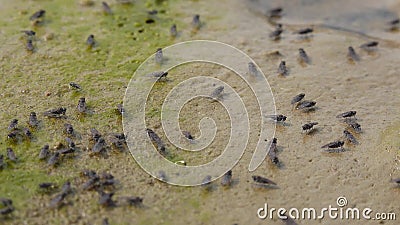 Small Flies on the Shore of Fast Flowing Water from a Spring on the ...