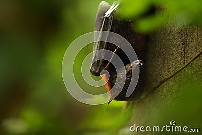 The Small Flying Fox, Island Flying Fox Or Variable Flying Fox Pteropus ...