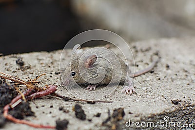 Small Gray Mouse. Field Rodent. Scared Little Mouse In Natural Habitat ...