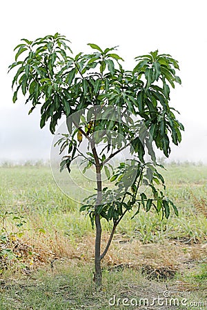 Small Mango Tree, Mango Seedlings, Mango Tree In Farm Stock Image ...