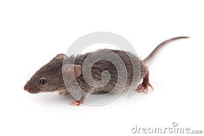 Small Mouse Stock Images - Image: 16588624