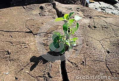 Small Plant Breaking Through A Rock Royalty Free Stock Image - Image ...