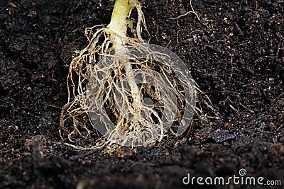 Plant Root In Soil Stock Photo - Image: 29885580