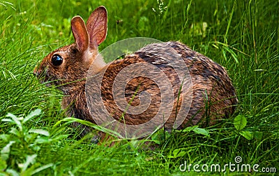 Small Rabbbit In The Grass Royalty Free Stock Images - Image: 31927899