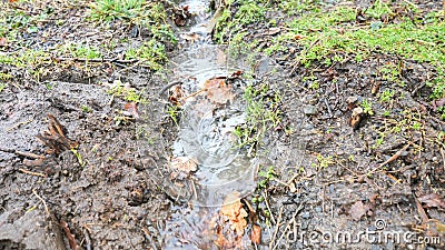 Small and Shallow Rainwater Drainage Stream in a Park, with Grass and ...