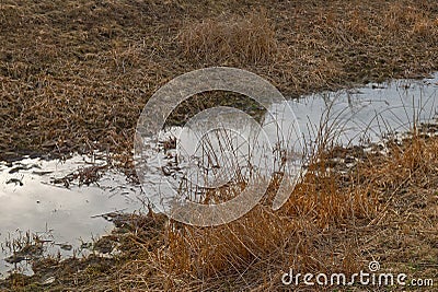 A Small Shallow Stream Among Withered Grasses. Wetlands Stock ...